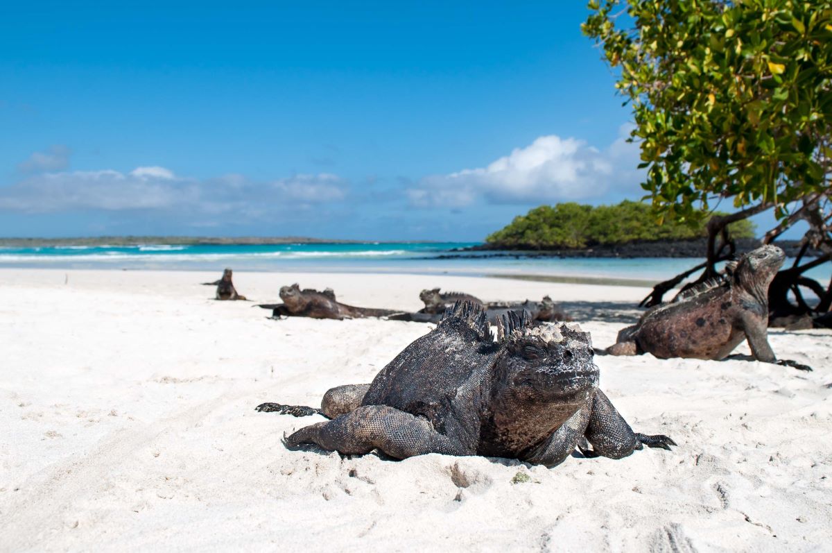 11 Exotic Wildlife Species of the Galapagos Islands - Passing Thru ...